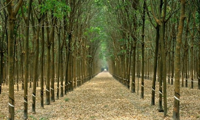 Forestation – WeTree